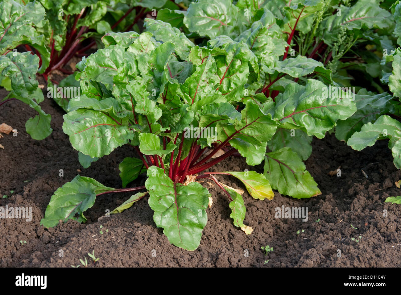 Crops growing in fertile soil hi-res stock photography and images - Alamy