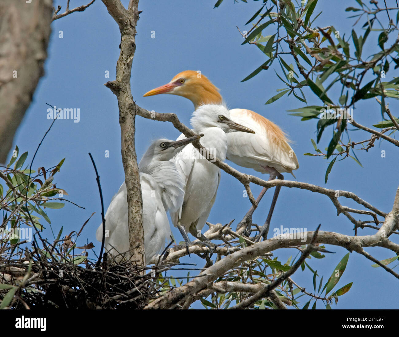 Male white cattle egret - Bubulcus ibis in breeding plumage with two ...