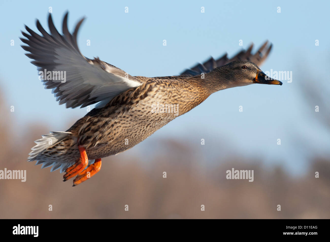 Flying hen hi-res stock photography and images - Alamy