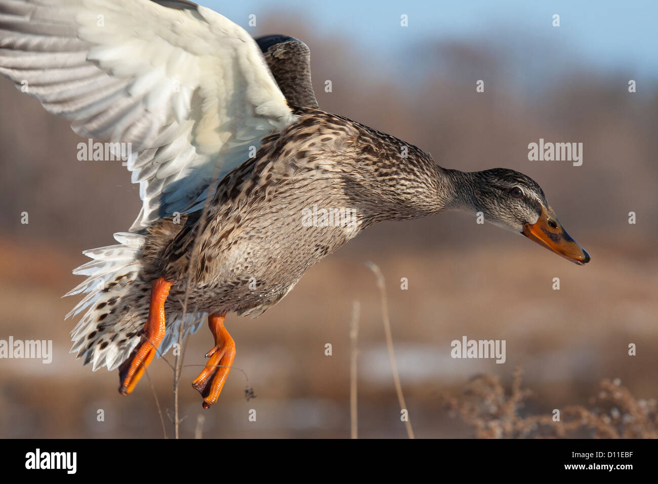 Hen Mallard in Flight Stock Photo - Alamy