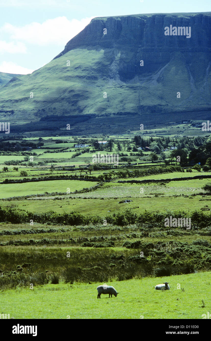 1990s BENBULBEN CLIFF WITH SHEEP IN FOREGROUND COUNTY SLIGO IRELAND ...