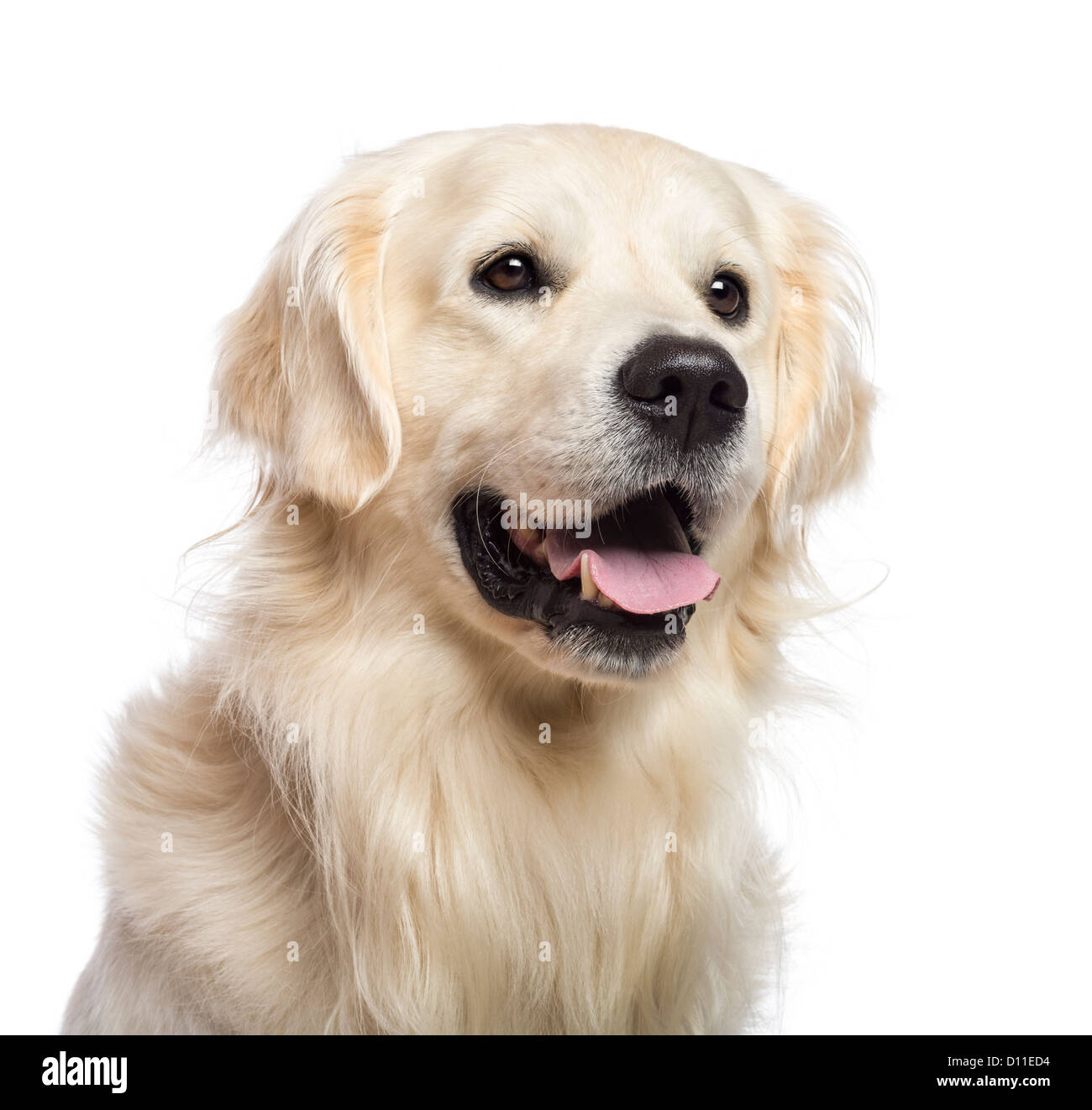 Golden Retriever Head Shots Portraits