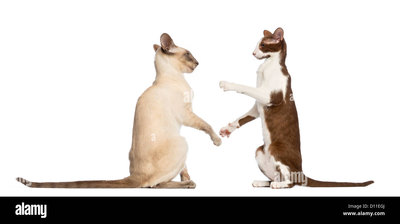 Are Oriental Shorthair Cats Good With Dogs