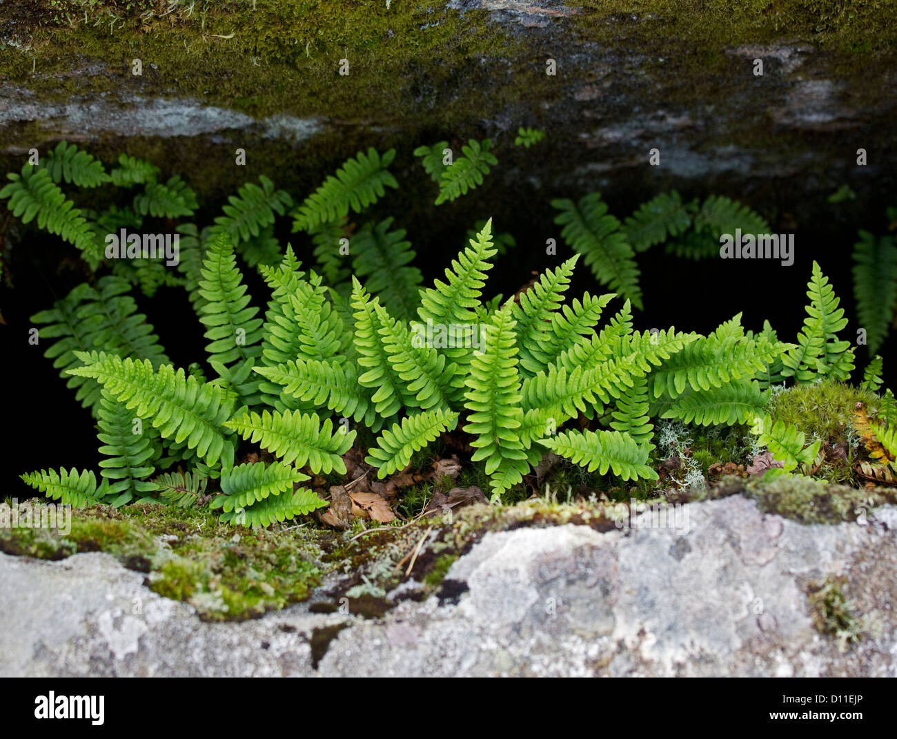 Polypodium vulgare hi-res stock photography and images - Alamy