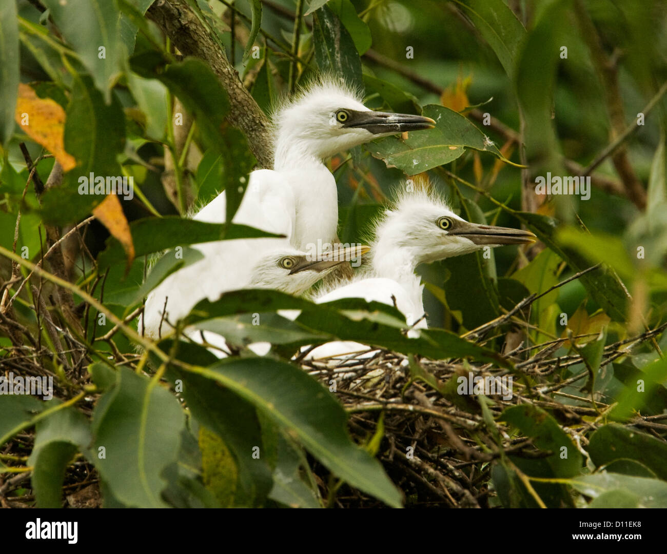 Spectacular image of three white feathered cattle egret chicks - Ardea ...