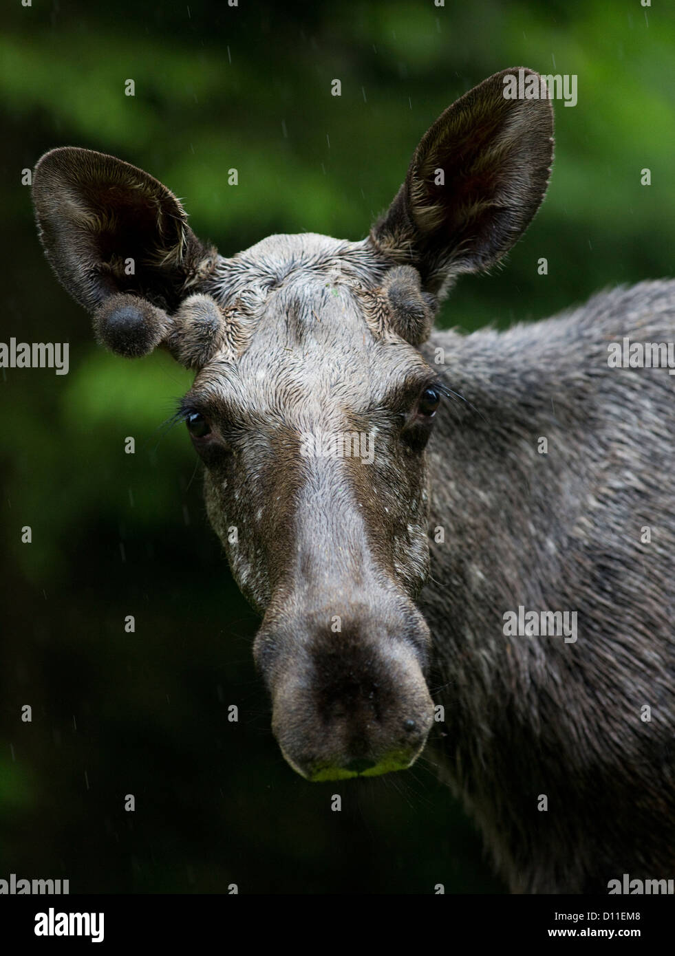 Young male moose hi-res stock photography and images - Alamy