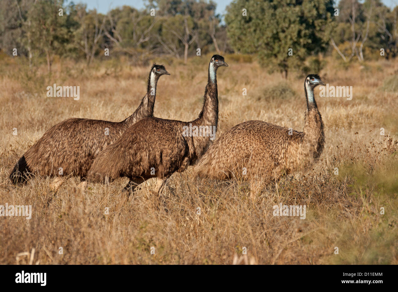 Nsw group three hi-res stock photography and images - Alamy