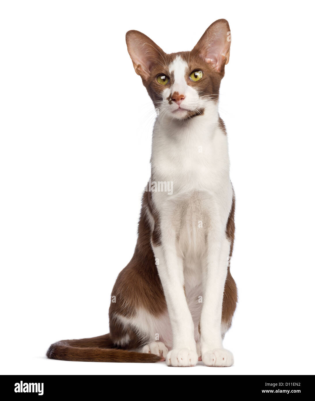 Oriental shorthair cat hi-res stock photography and images - Alamy