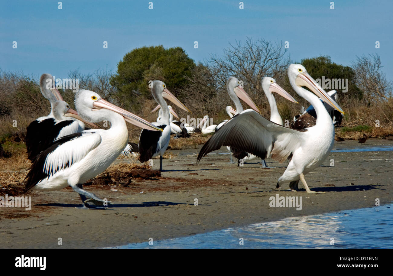 Large flock of aggressive Australian pelicans on sandy beach of island ...