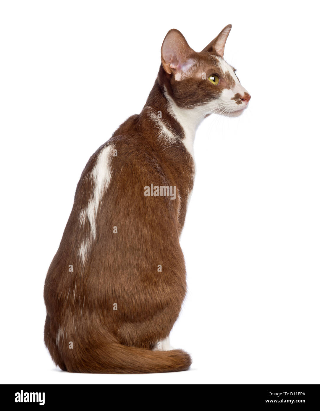 Cat Back View Sitting