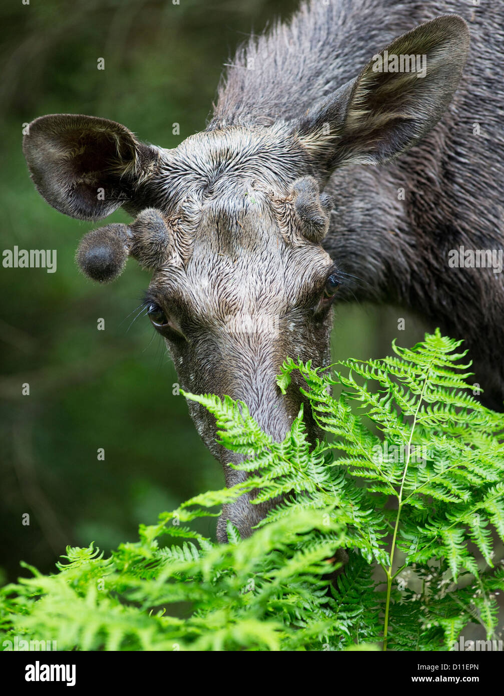Young male moose hi-res stock photography and images - Alamy