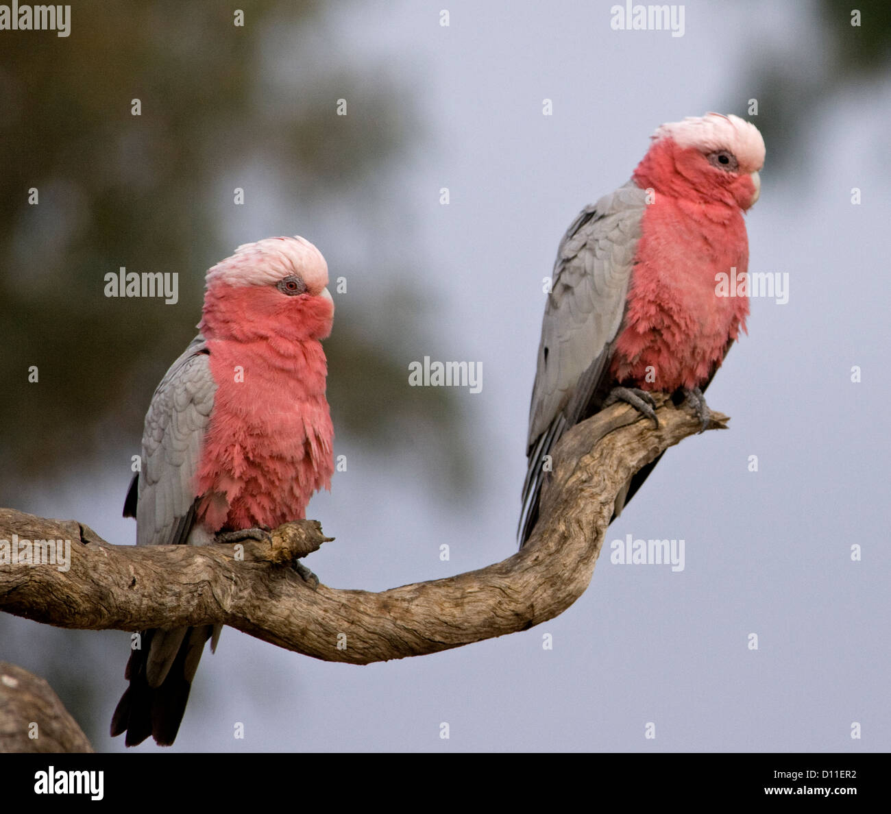 Pink parrot australian galah parrot High Resolution Stock Photography ...