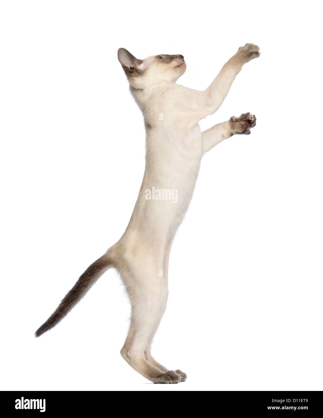 Cat reaching up with paws hi-res stock photography and images - Alamy