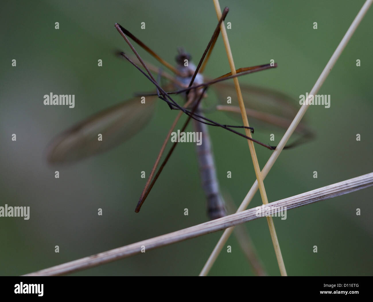 Dead Crane fly on dry grass Stock Photo - Alamy