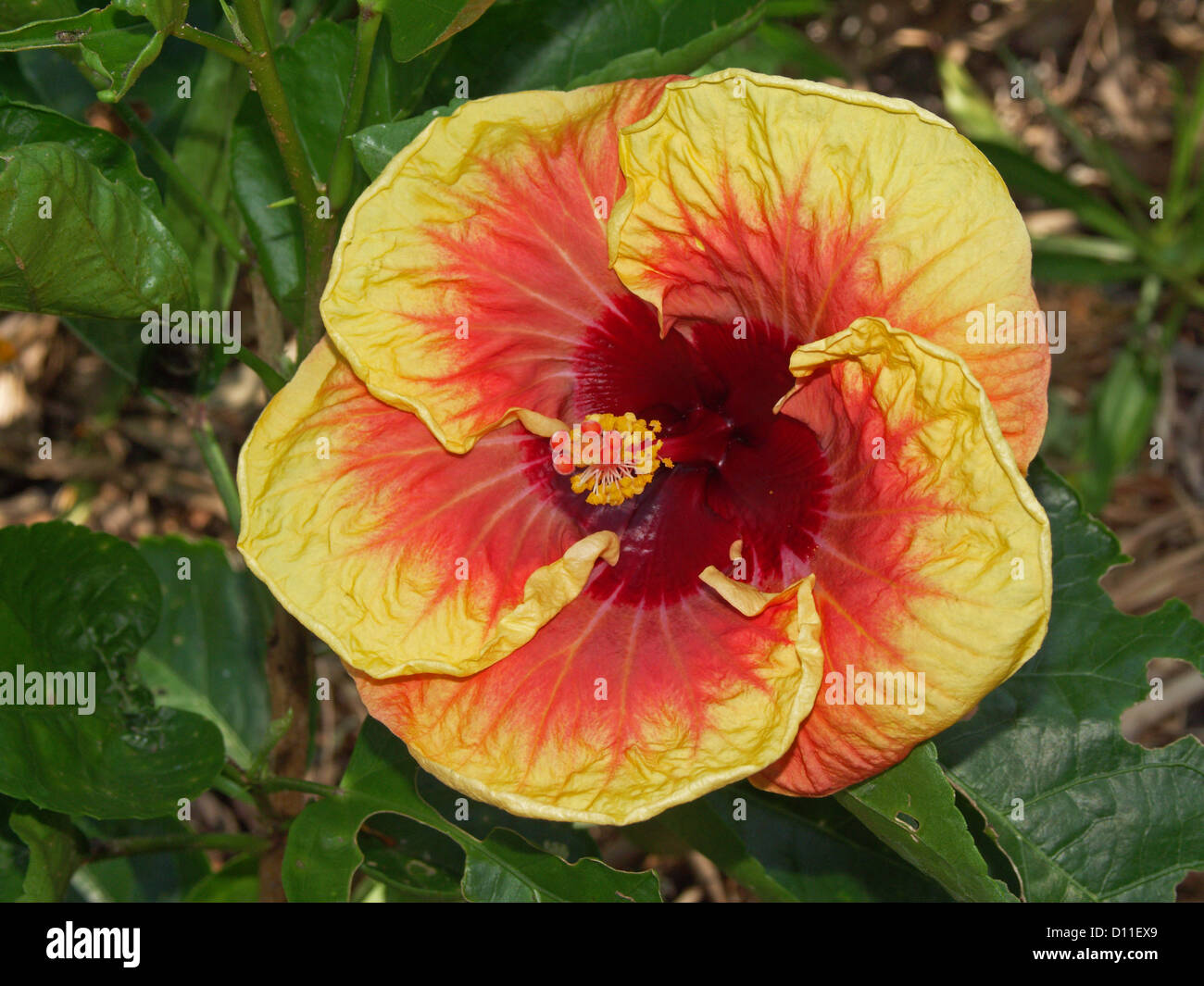 Jayella hi-res stock photography and images - Alamy