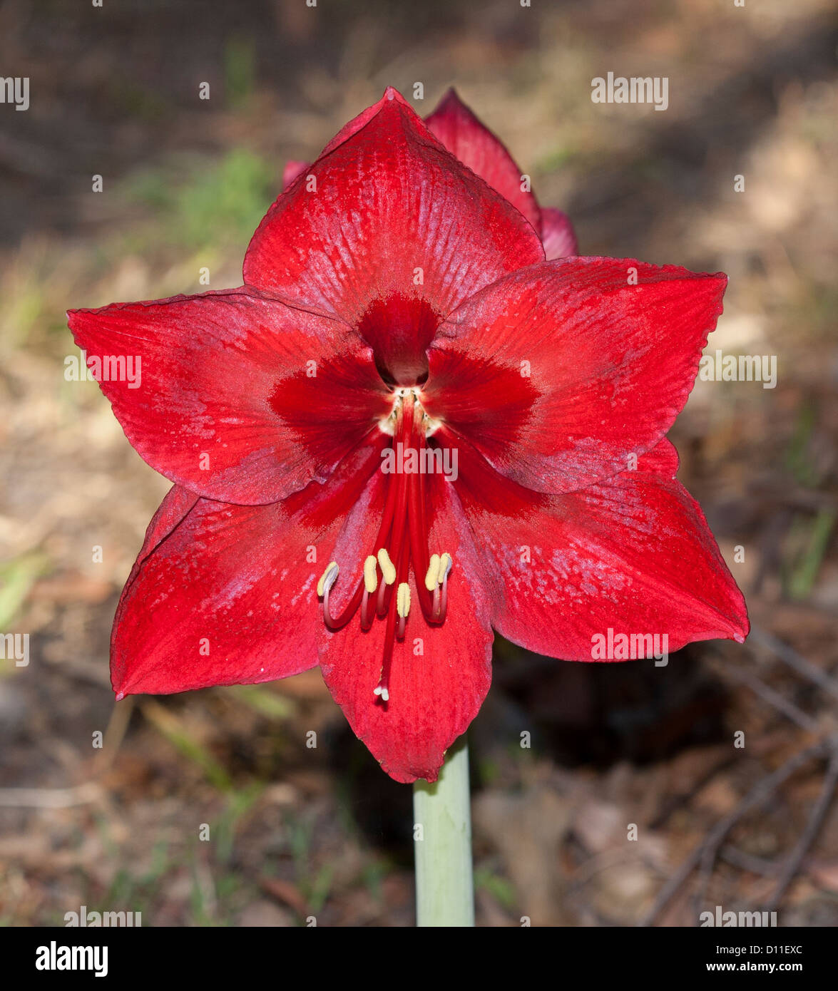 Bright red flower of Hippeastrum cultivar 'Anticipation' Stock Photo ...