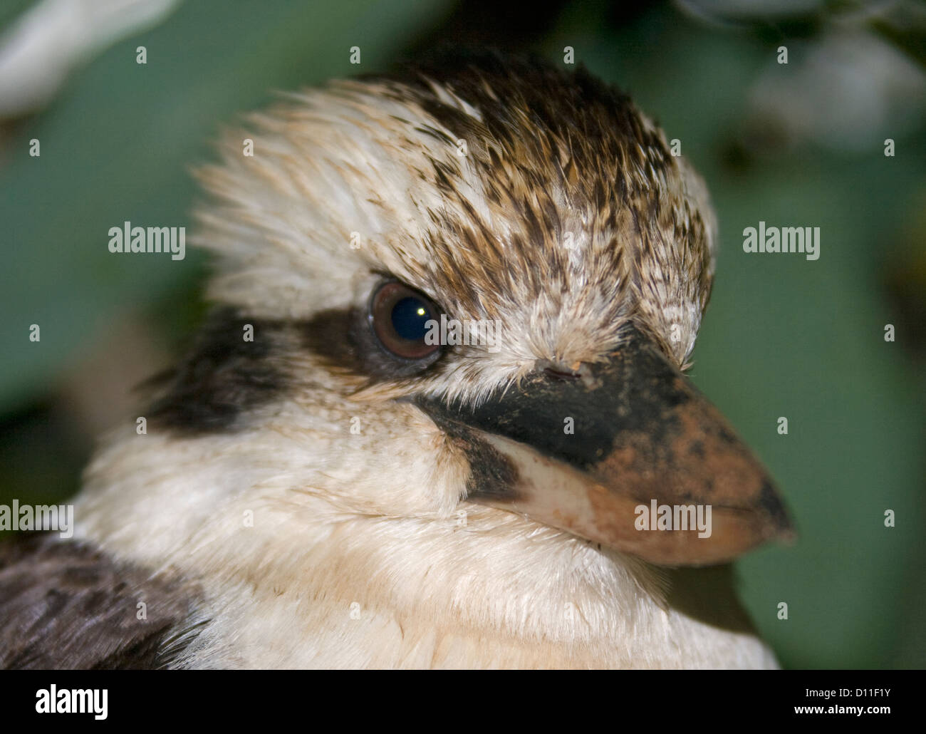 Close-up portrait of face of Australian kookaburra with gleaming eyes ...