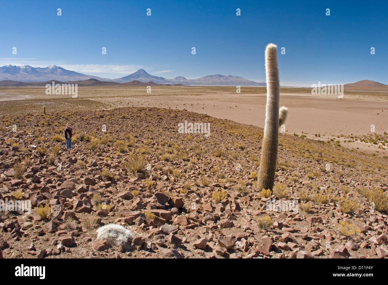 Vast arid landscape with solitary gigantic cactus towering above man in ...