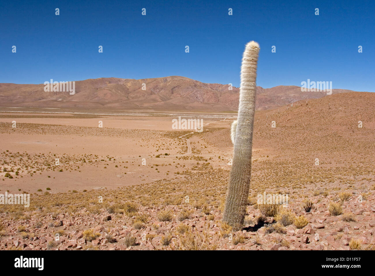 Landscape with solitary gigantic cactus in high treeless desert region ...