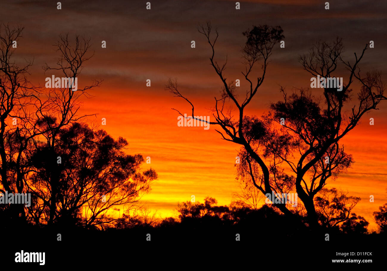 Tree silhouette in australian outback hi-res stock photography and ...