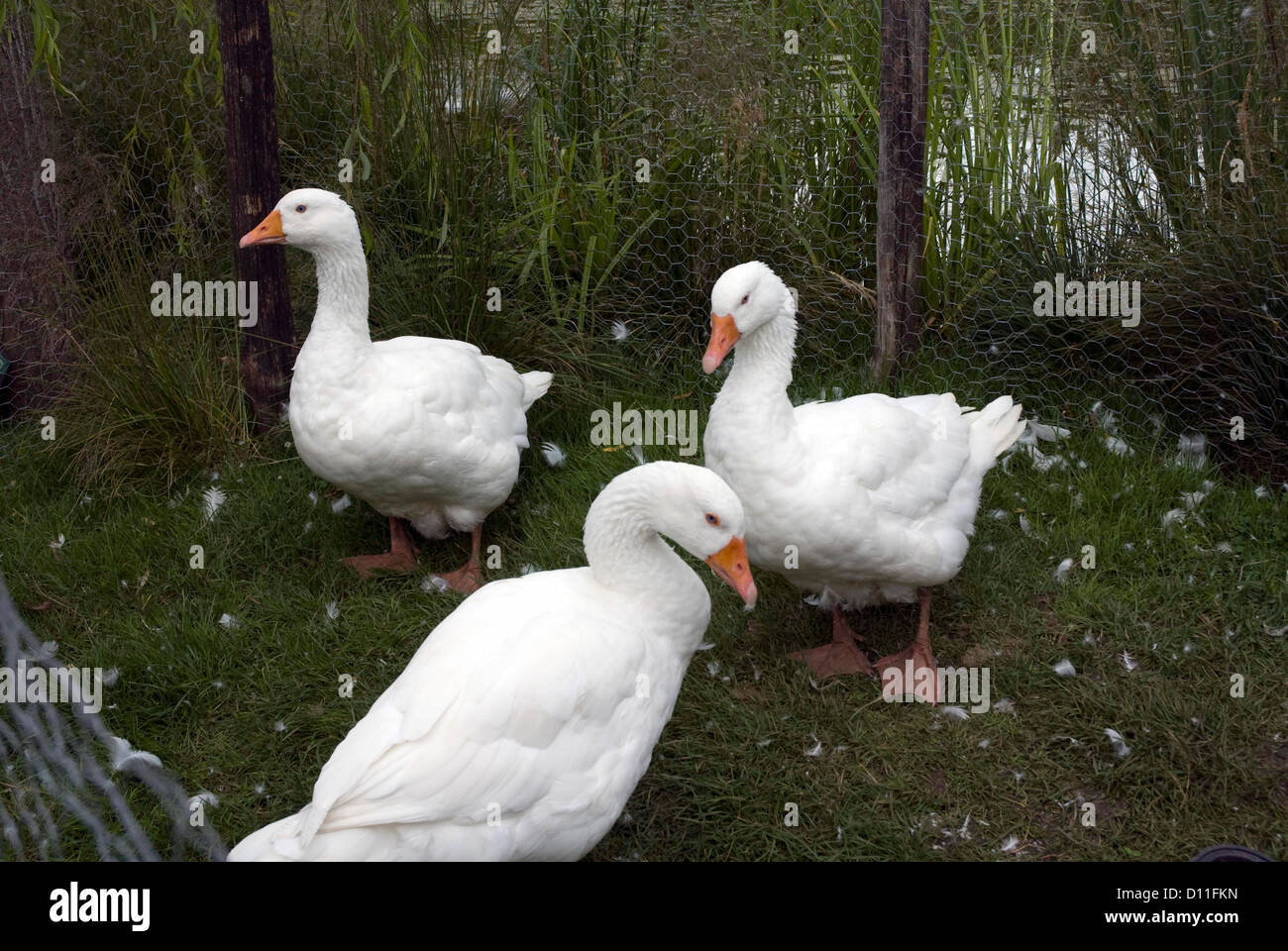 Three white geese Hampton Court, West London, England UK Stock Photo ...