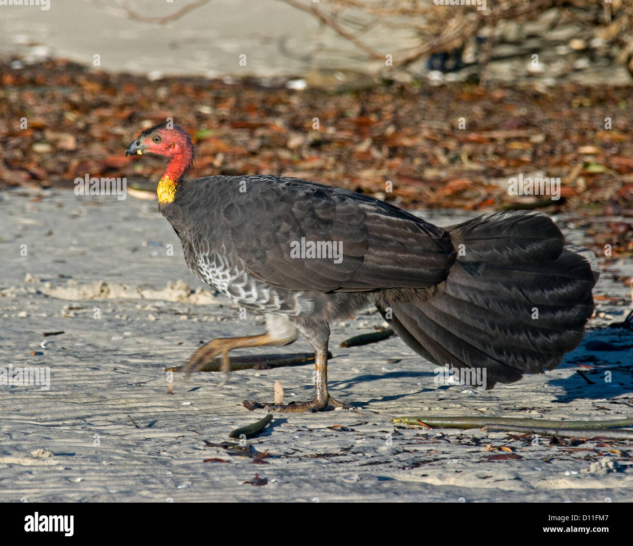 Australian scrub / brush turkey, Alectura lathami on the beach at ...