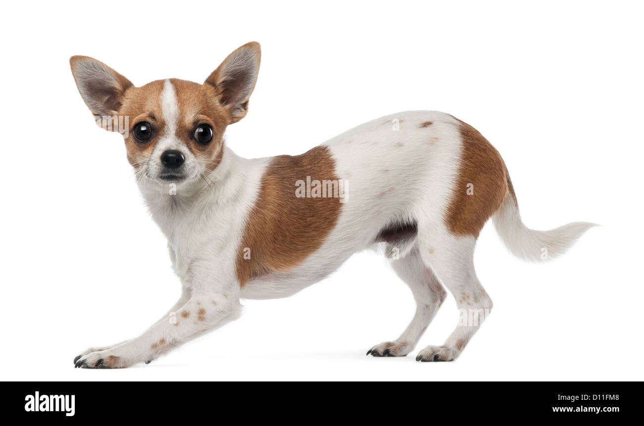 Side view of a Chihuahua, 8 months old, looking at the camera against ...