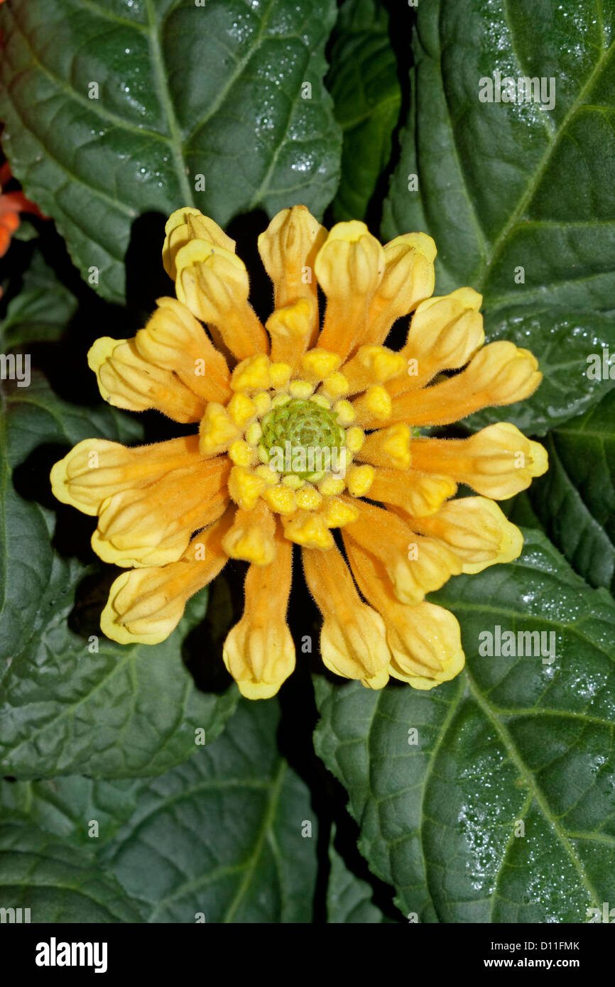 Scutellaria - red / orange flowers of Jester's Joy series of flowering ...