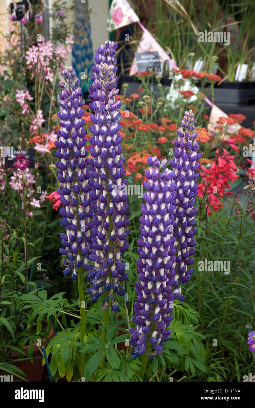 Lupins Neptune Hampton Court Flower Show, West London Stock Photo - Alamy