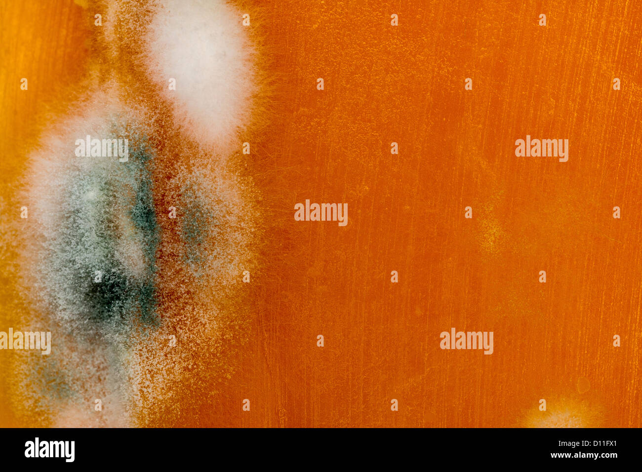 Poisonous cheese hi-res stock photography and images - Alamy