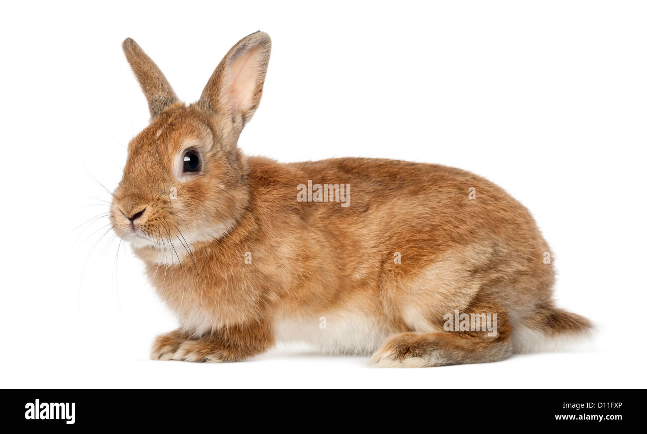 Rabbit lying against white background Stock Photo - Alamy