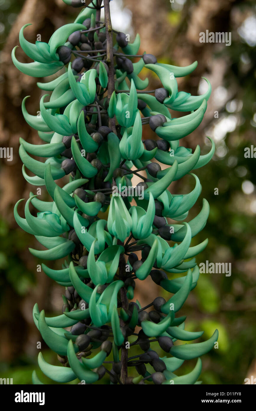 Raceme of turquoise blue /green flowers of jade vine - Strongylodon ...