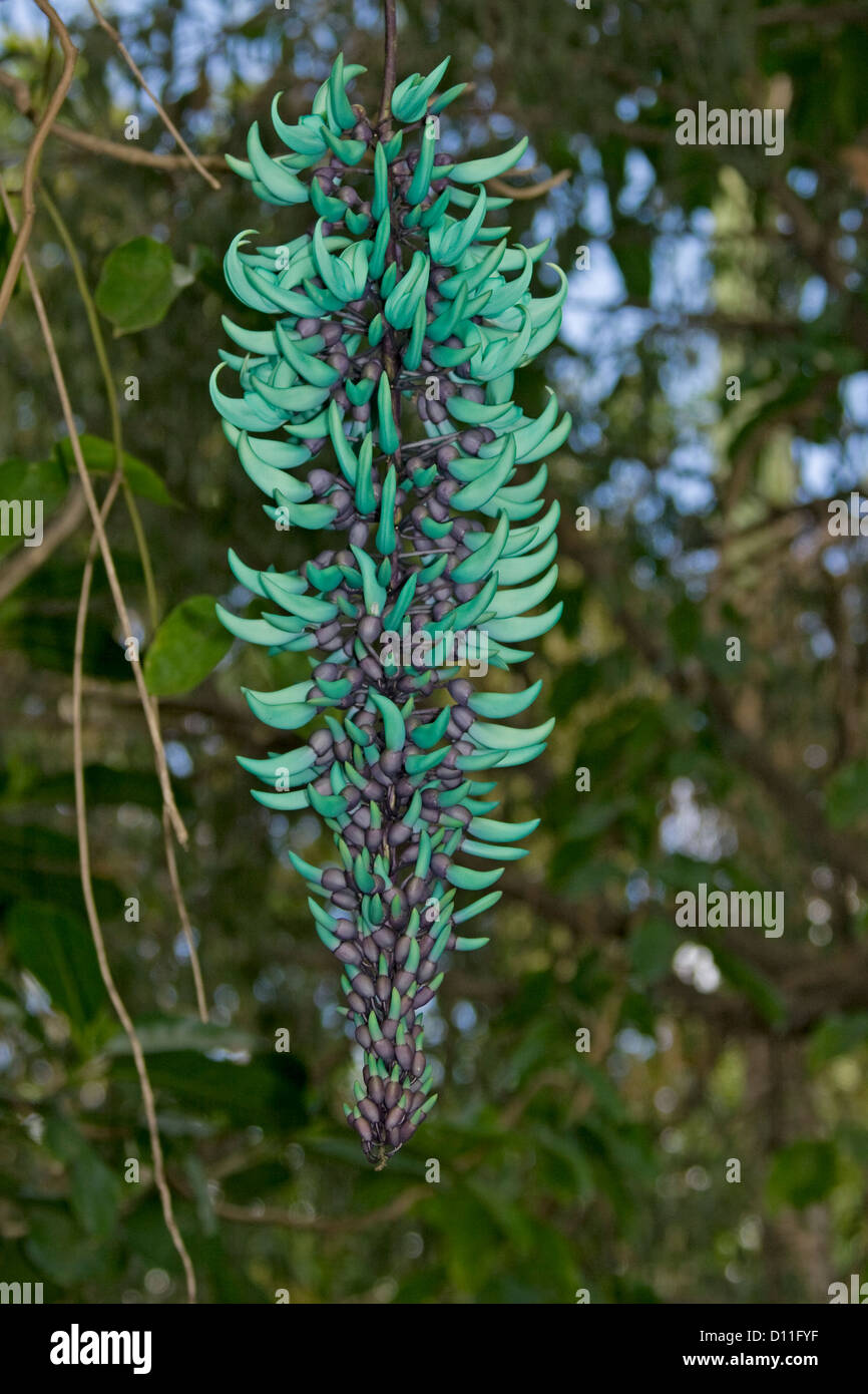 Raceme of turquoise blue / green flowers of jade vine - Strongylodon ...