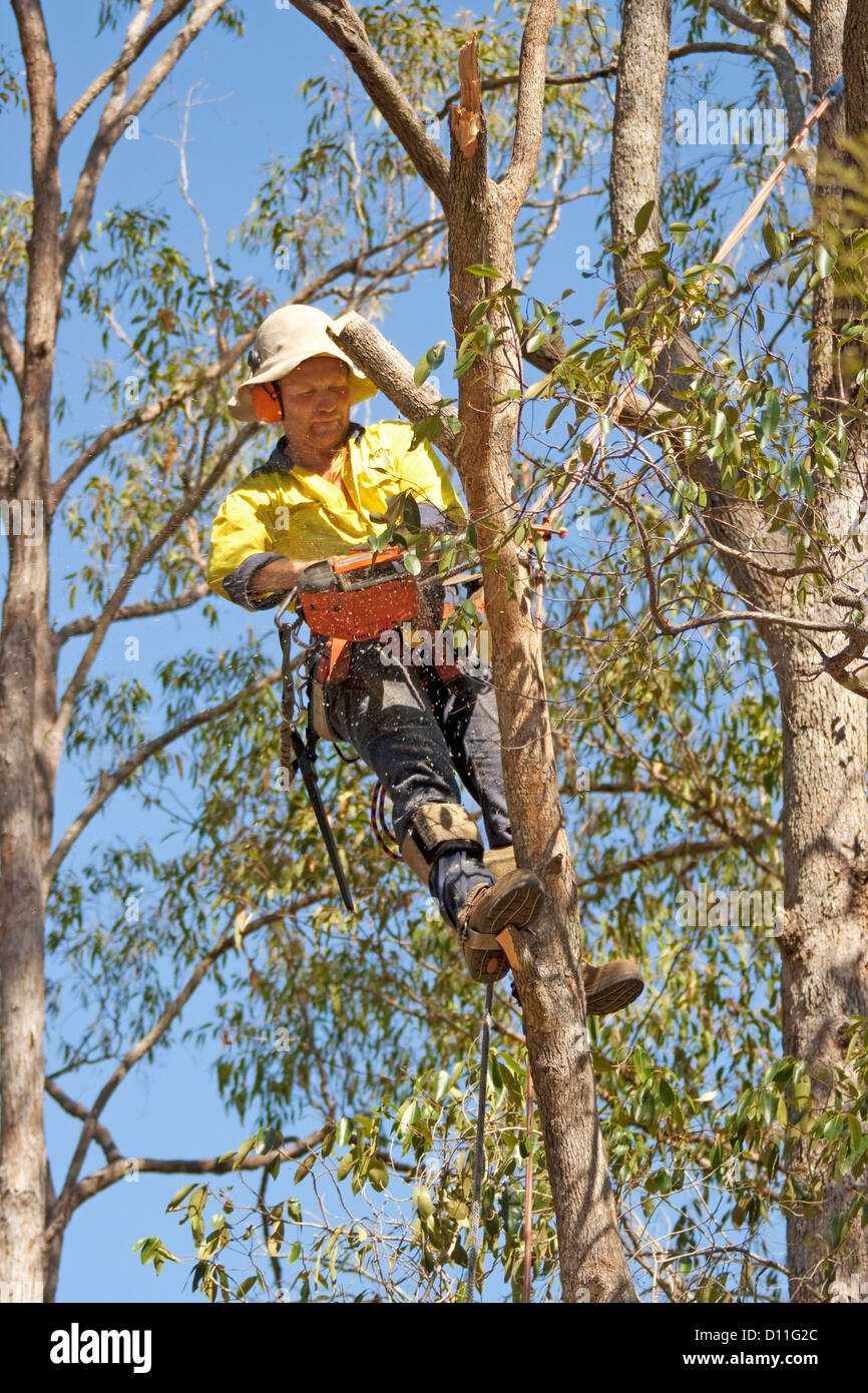 Professional tree lopper, arborist, wearing safety clothing, ear ...