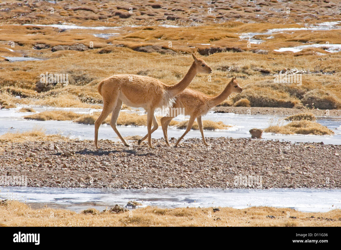 Bofedales vicuñas hi-res stock photography and images - Alamy
