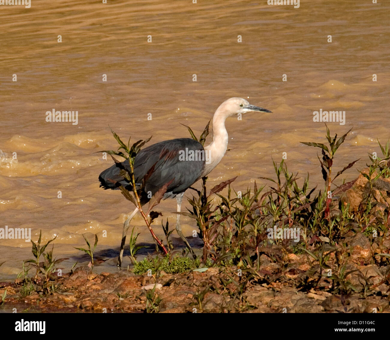 White necked heron in muddy water of the Paroo River at Eulo, outback ...