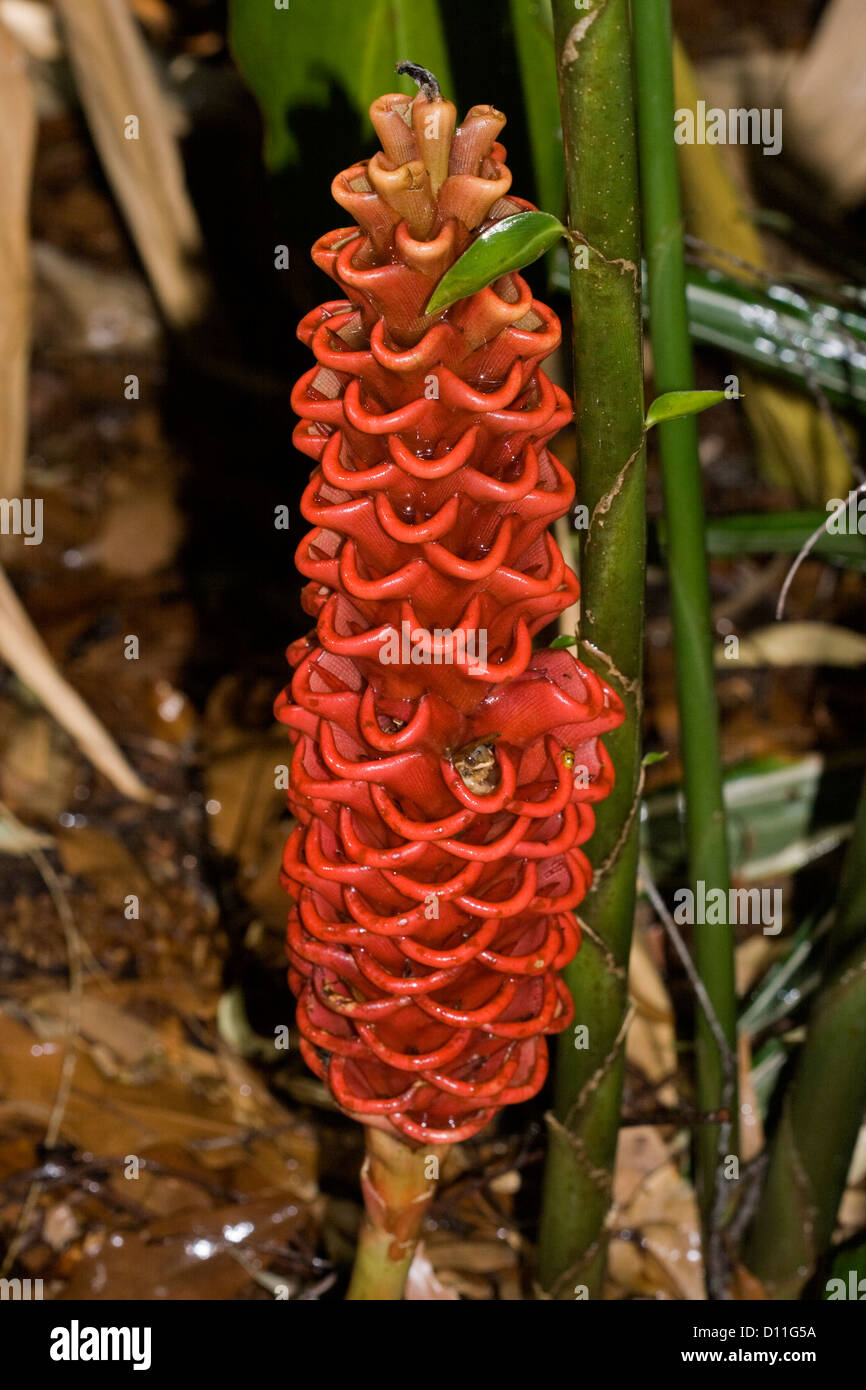 Tropical flower beehive ginger High Resolution Stock Photography and ...