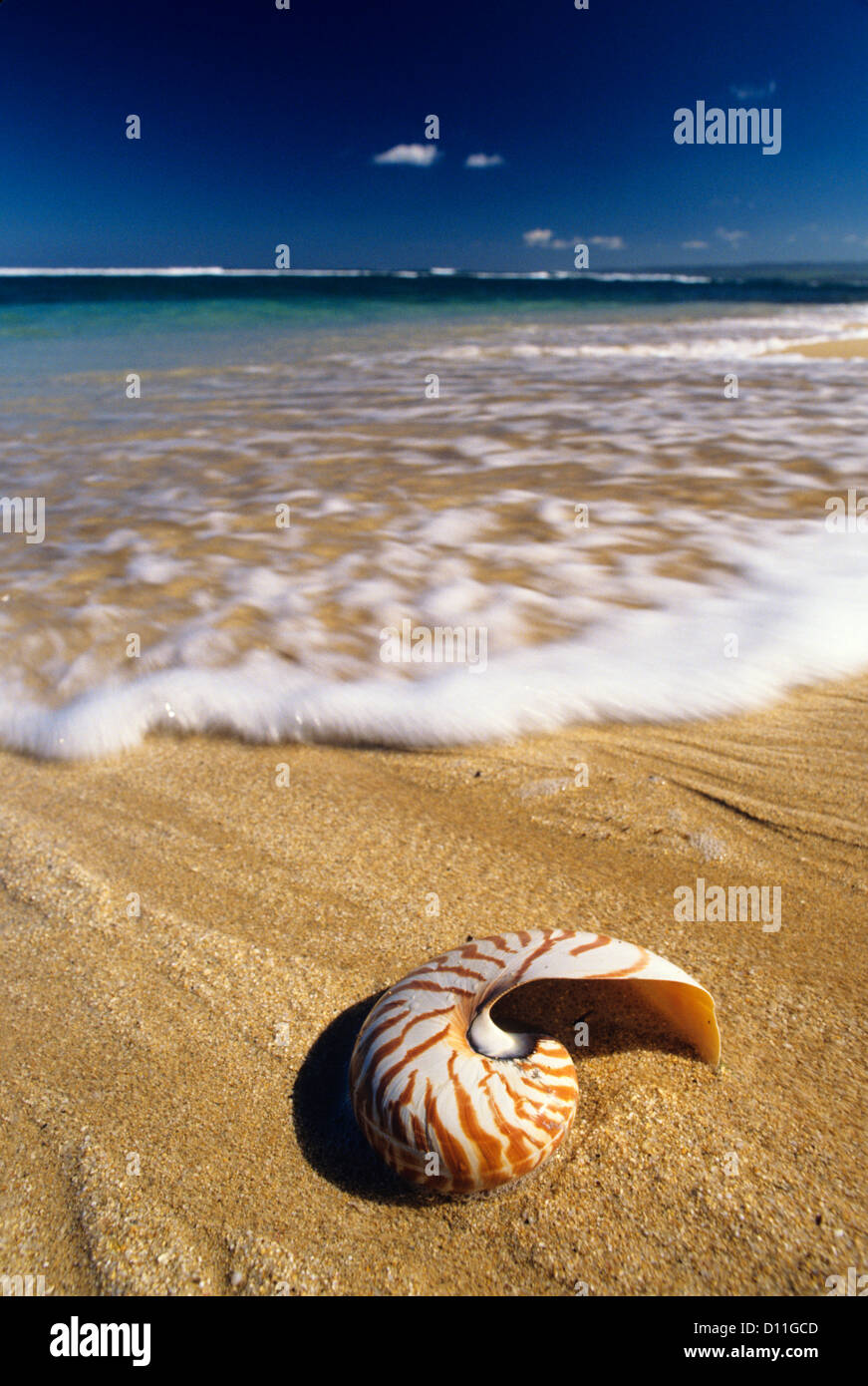 1990s CHAMBERED NAUTILUS BEACH OCEAN SHELL SAND TIDE WAVE HAWAII USA ...