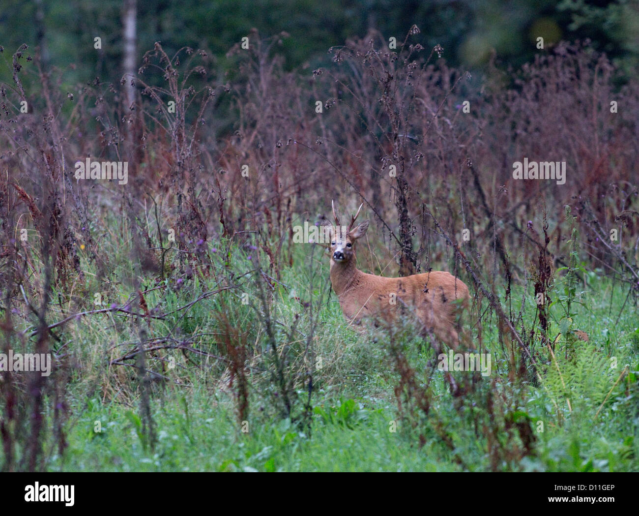 Roebuck horns hi-res stock photography and images - Alamy