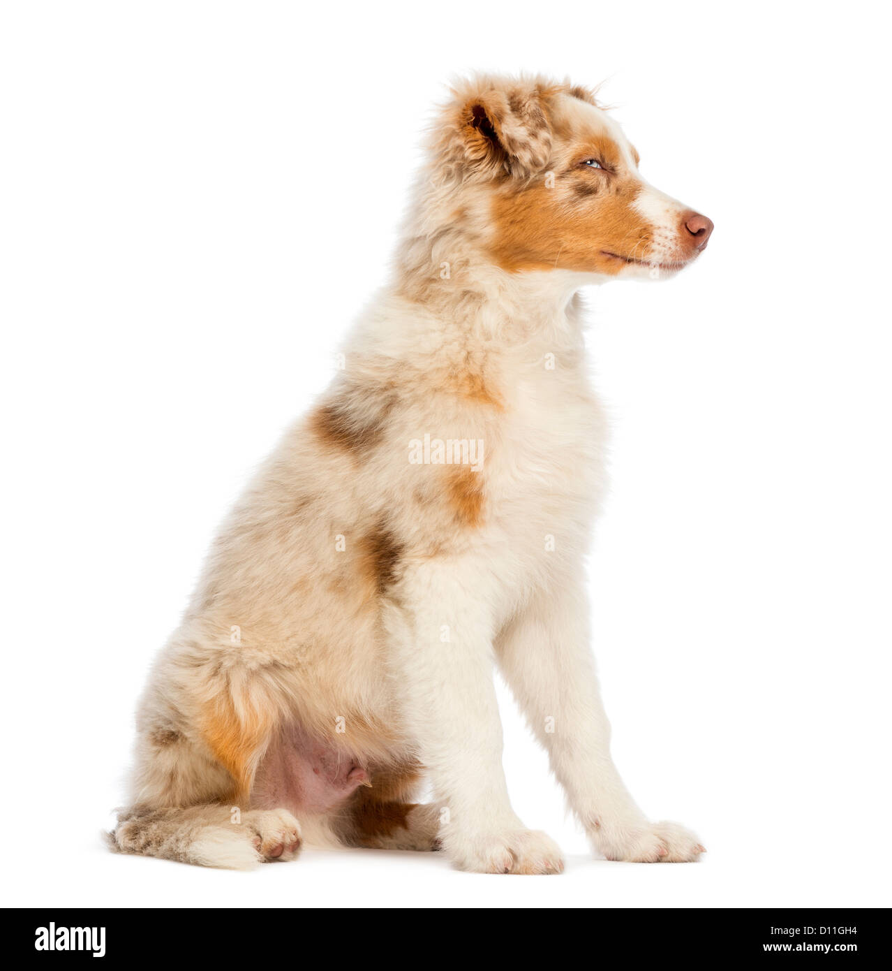 Side view of an Australian Shepherd puppy, 3.5 months old, sitting ...