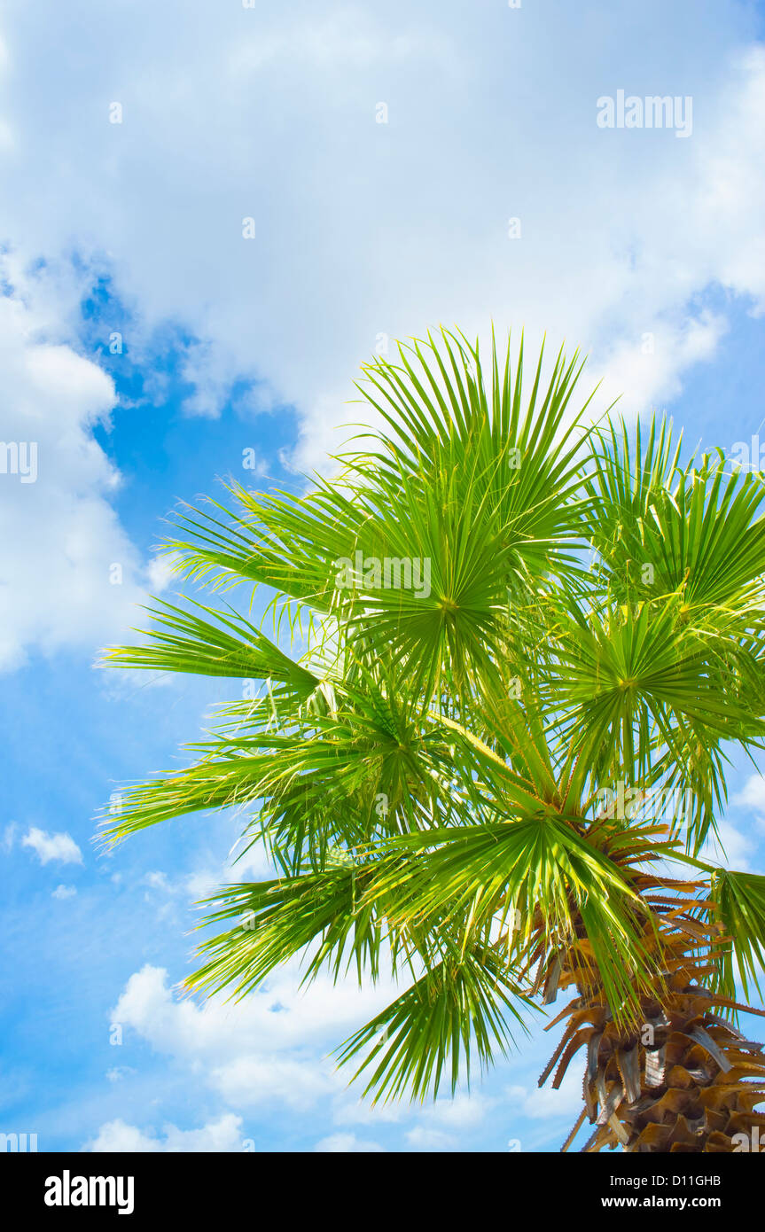 USA, Texas, Palm tree leaves against partly cloudy sky at Rio Frio ...
