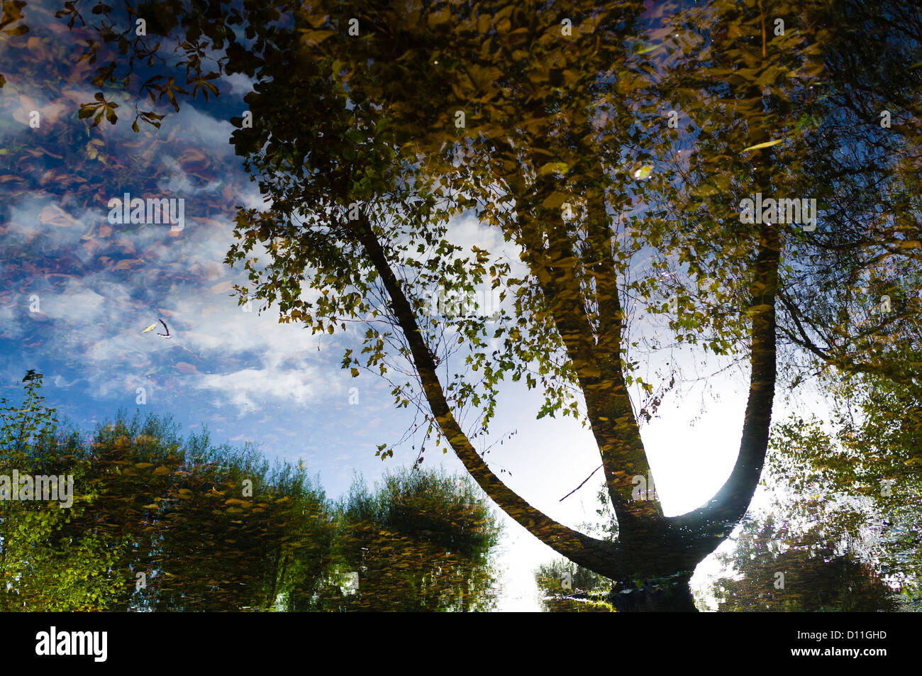 Inverted tree hi-res stock photography and images - Alamy