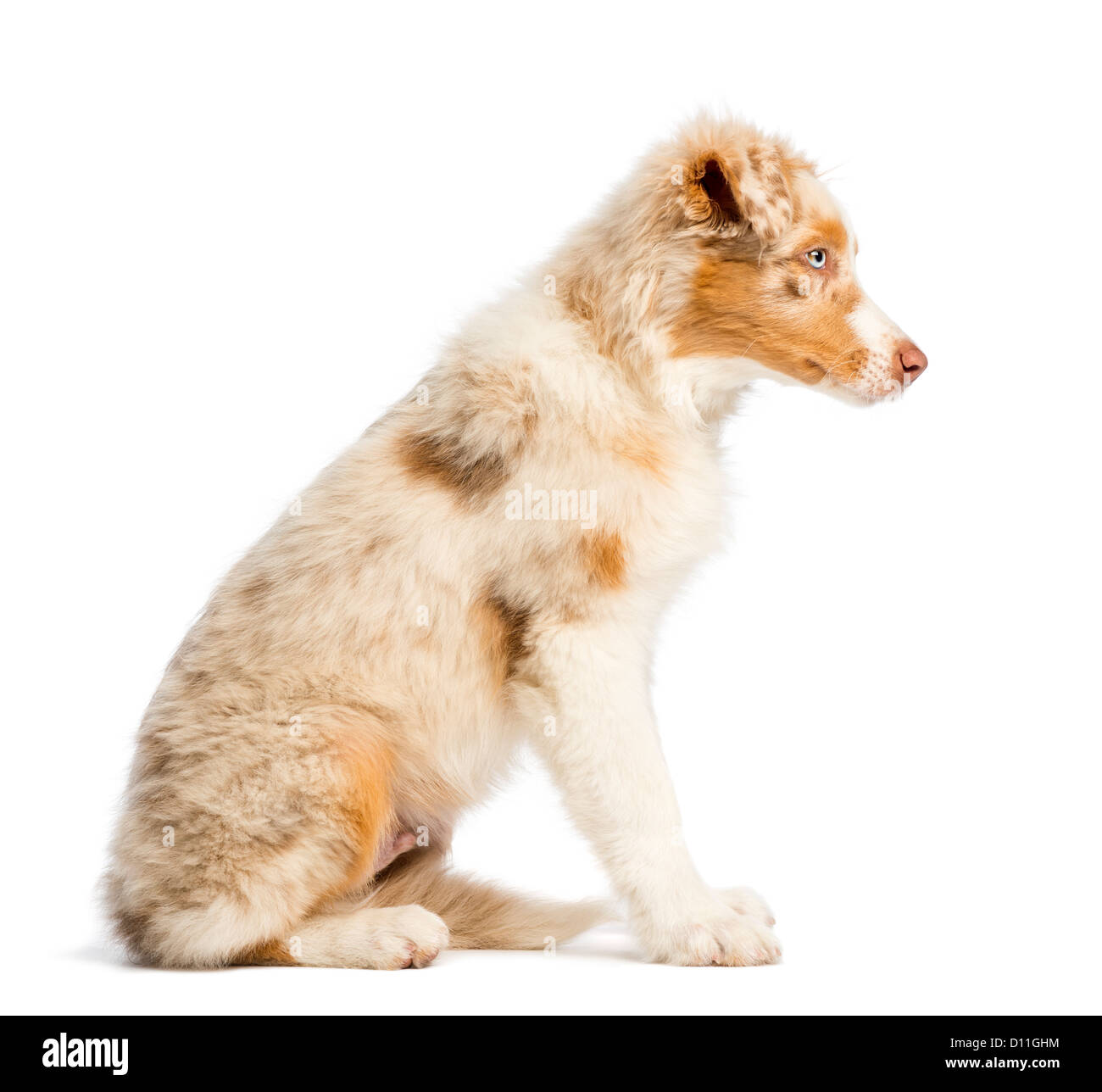 Side view of an Australian Shepherd puppy, 3.5 months old, sitting ...