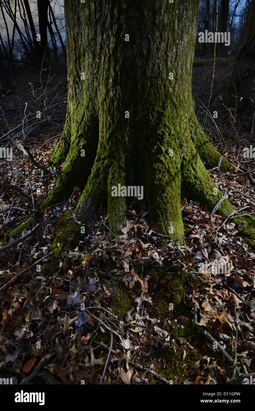 Night forest hi-res stock photography and images - Alamy