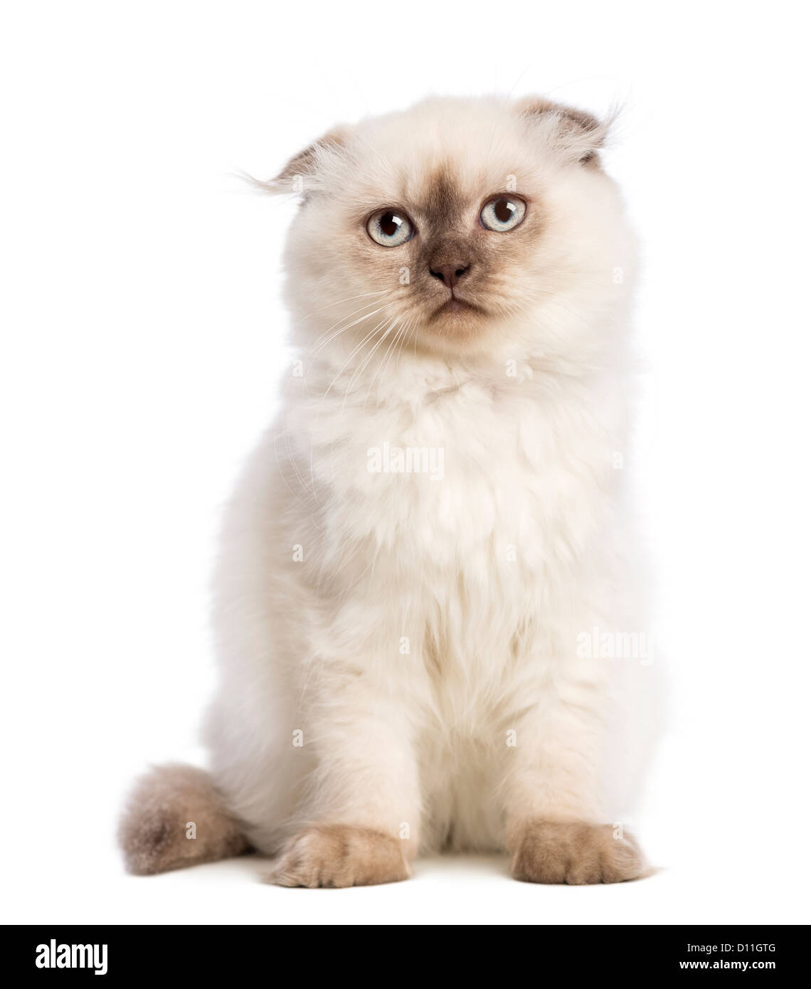 Highland fold kitten sitting against white background Stock Photo - Alamy