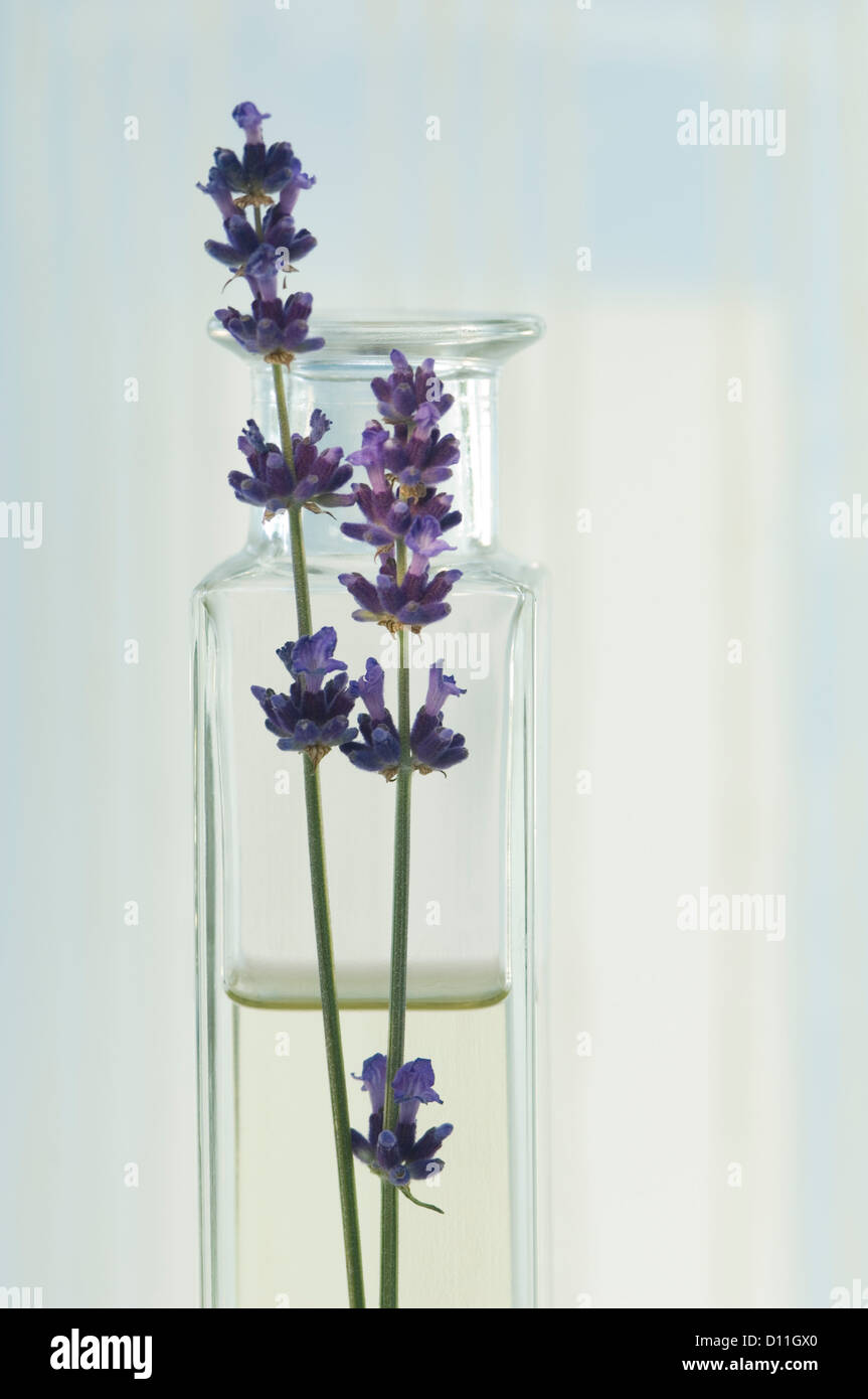 Close up of lavender oil with lavender in glass vase Stock Photo - Alamy