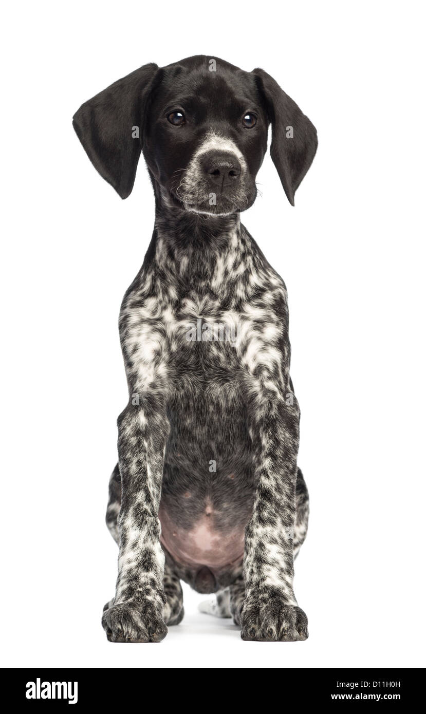 Black And White German Shorthaired Pointer Mix