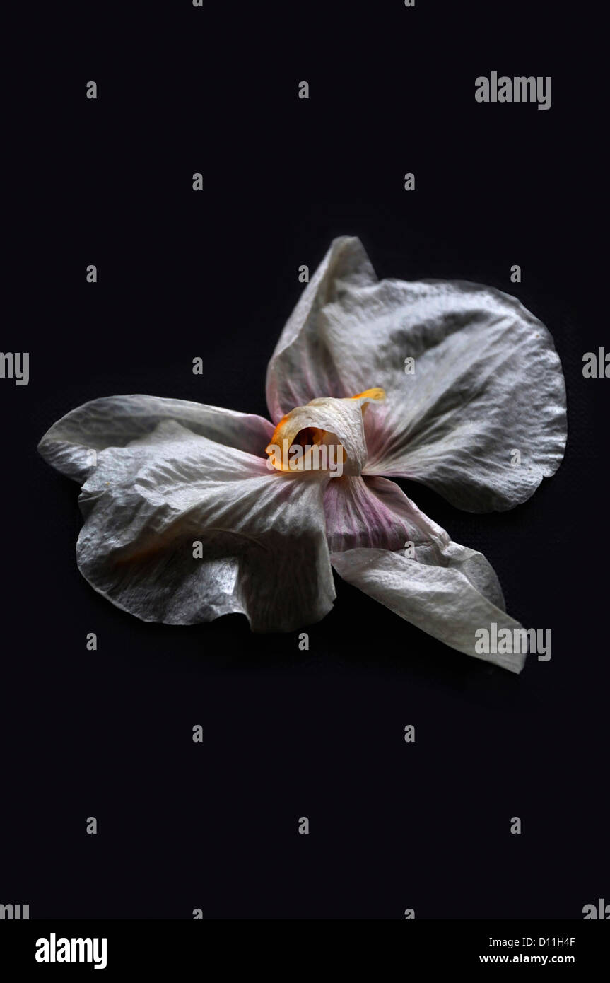 Withered orchid leaf against black background Stock Photo - Alamy