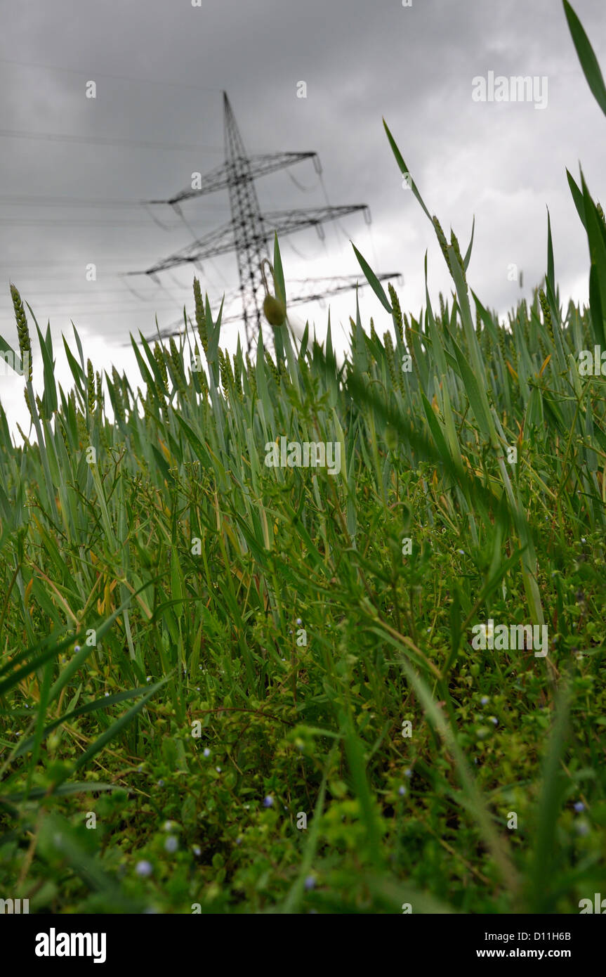 Germany, Bavaria, View of power pole with corn field Stock Photo - Alamy
