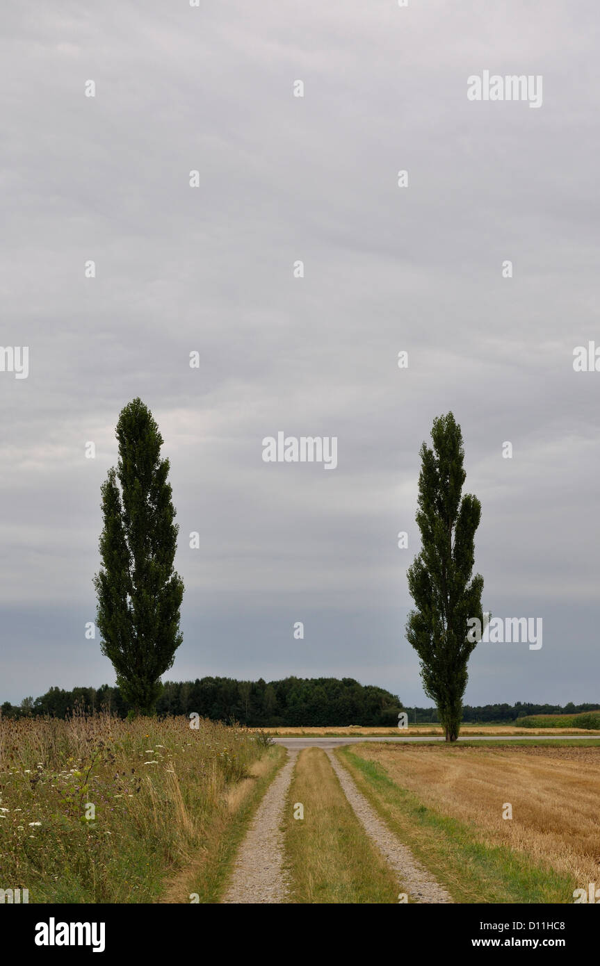 Germany, Bavaria, View of poplar tree with dirt track Stock Photo - Alamy
